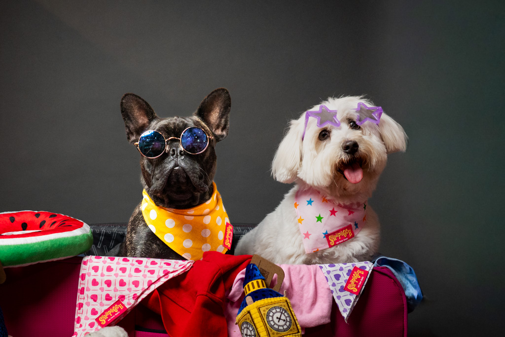 Shampooch - Dog grooming in Dubai